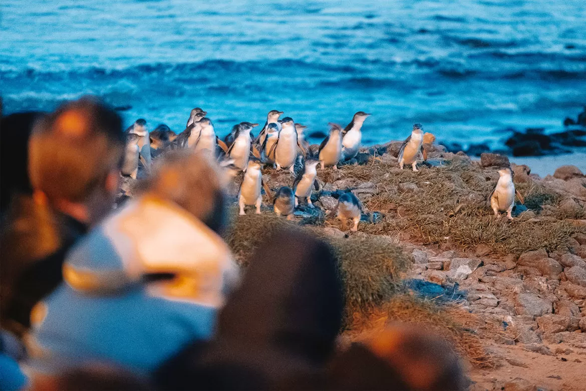 Phillip Island Penguin Parade: 23 Essential Things You Should Know ...