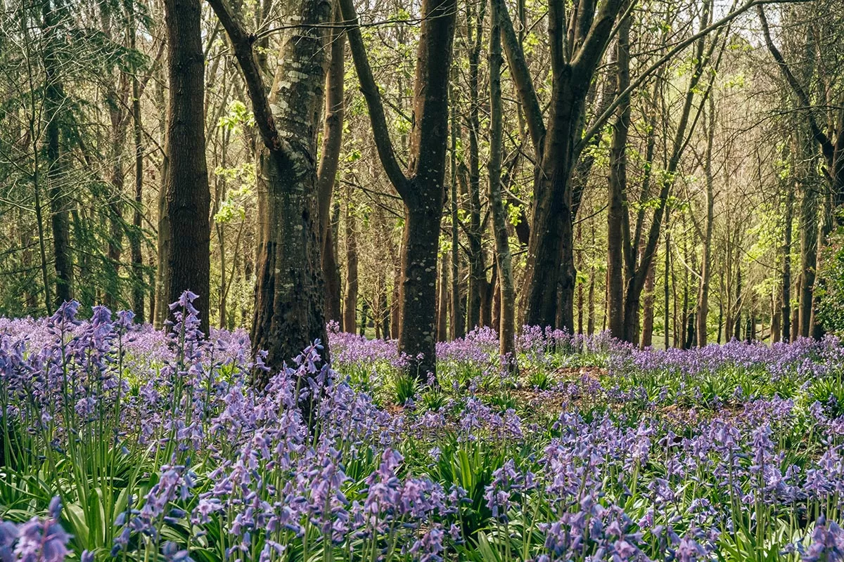 43 Best Things to Do on the Mornington Peninsula [By a Local] - The ...