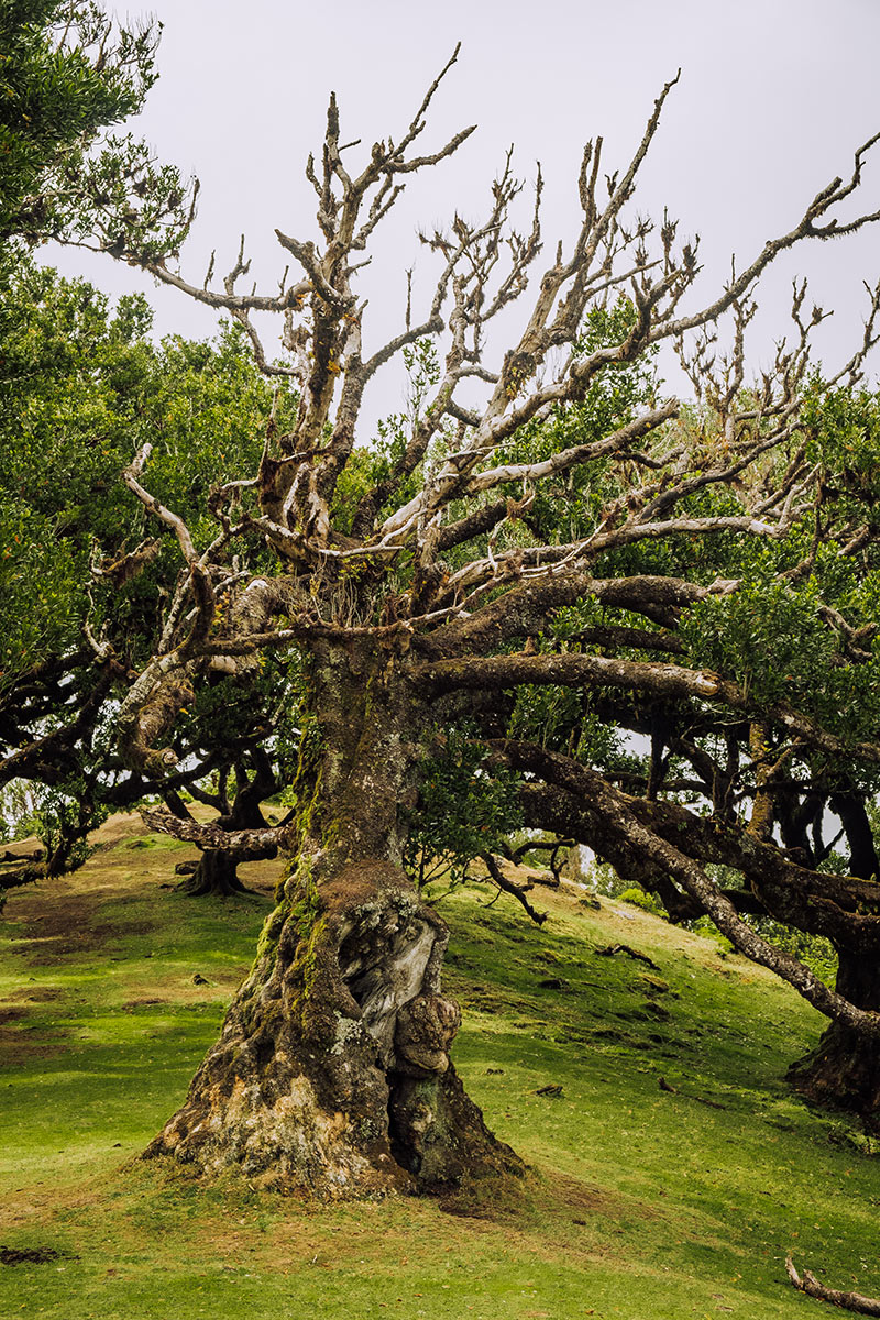 35 Best Things to do in Madeira, Portugal // The Ultimate Guide 2024 ...